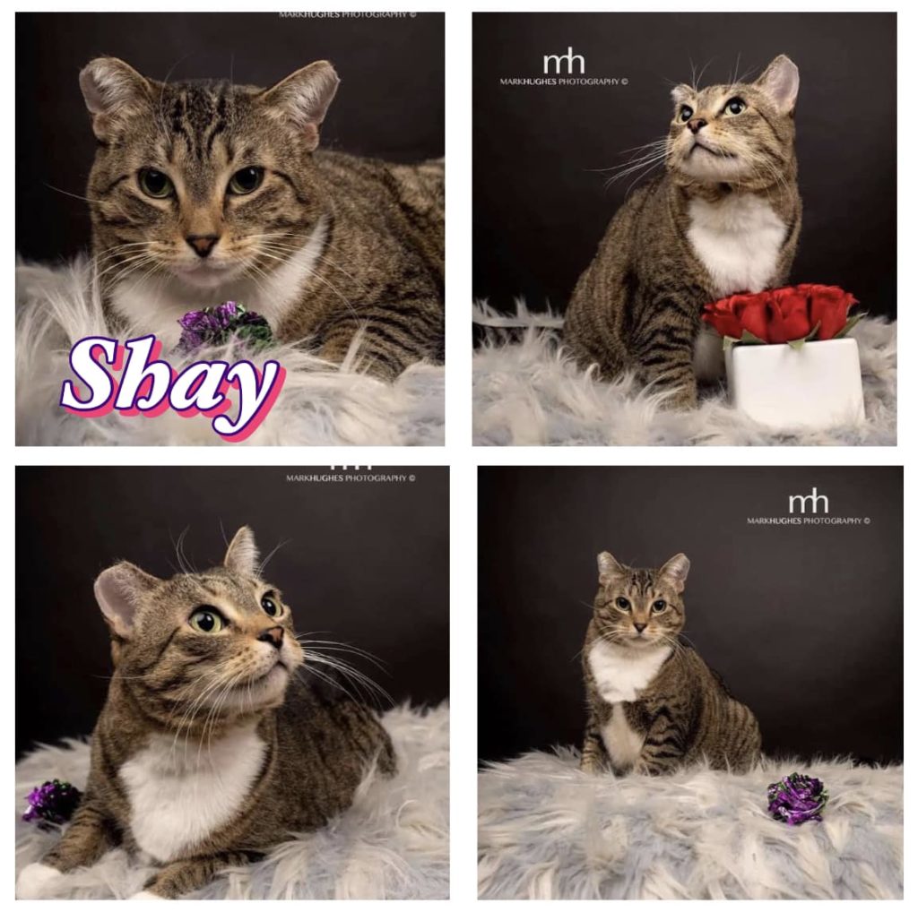 Adoptable Cats - Hope Lives Here Animal Rescue