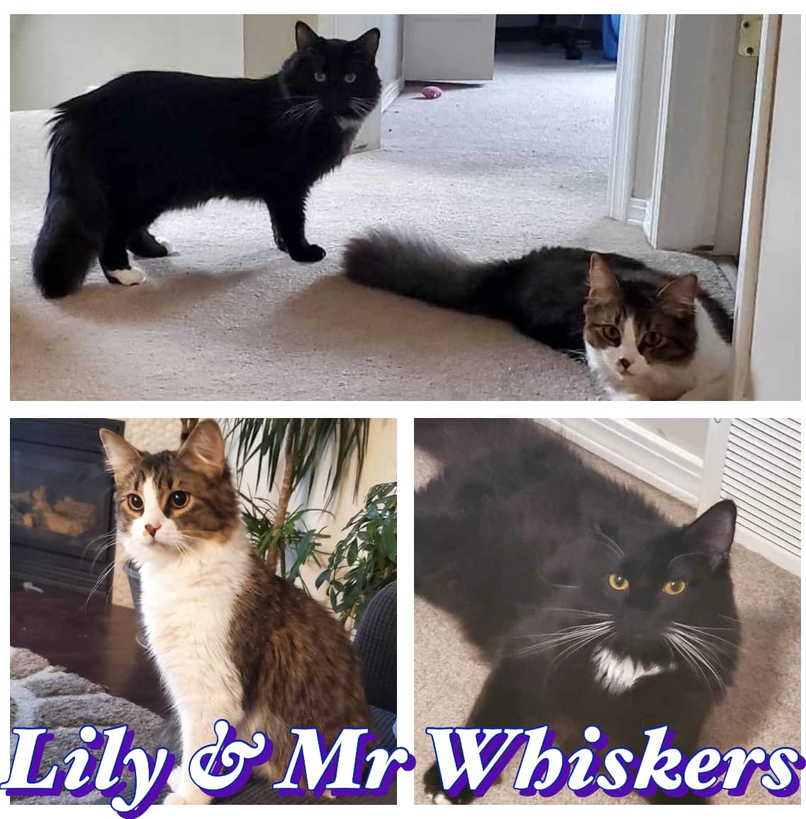 Adoptable Cats - Hope Lives Here Animal Rescue