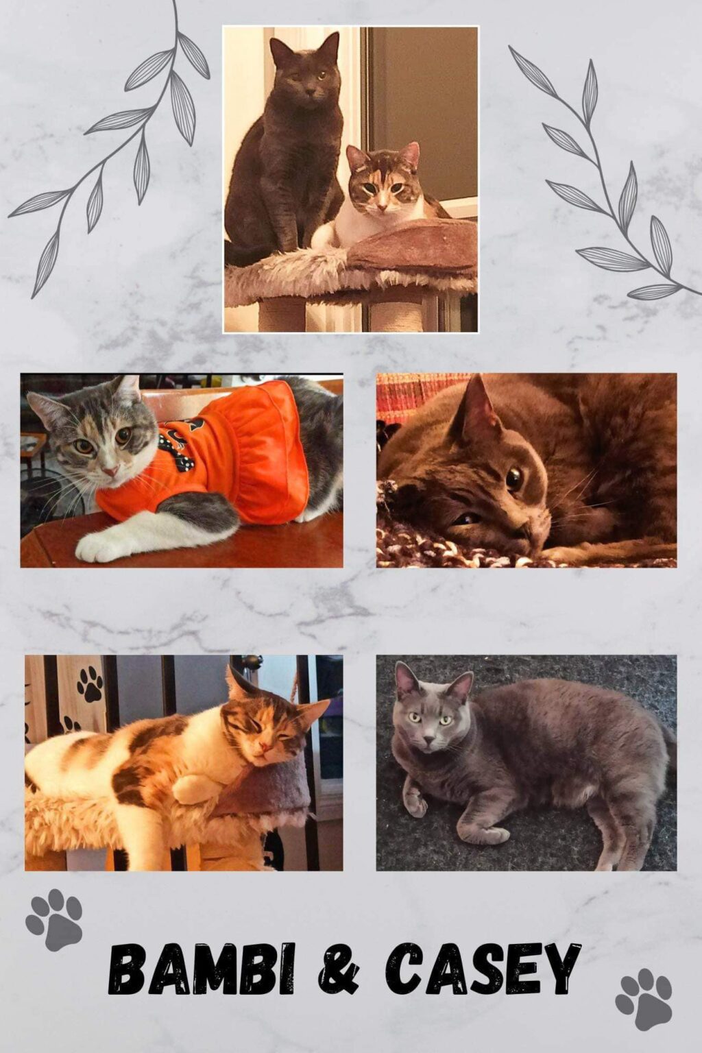 Adoptable Cats - Hope Lives Here Animal Rescue