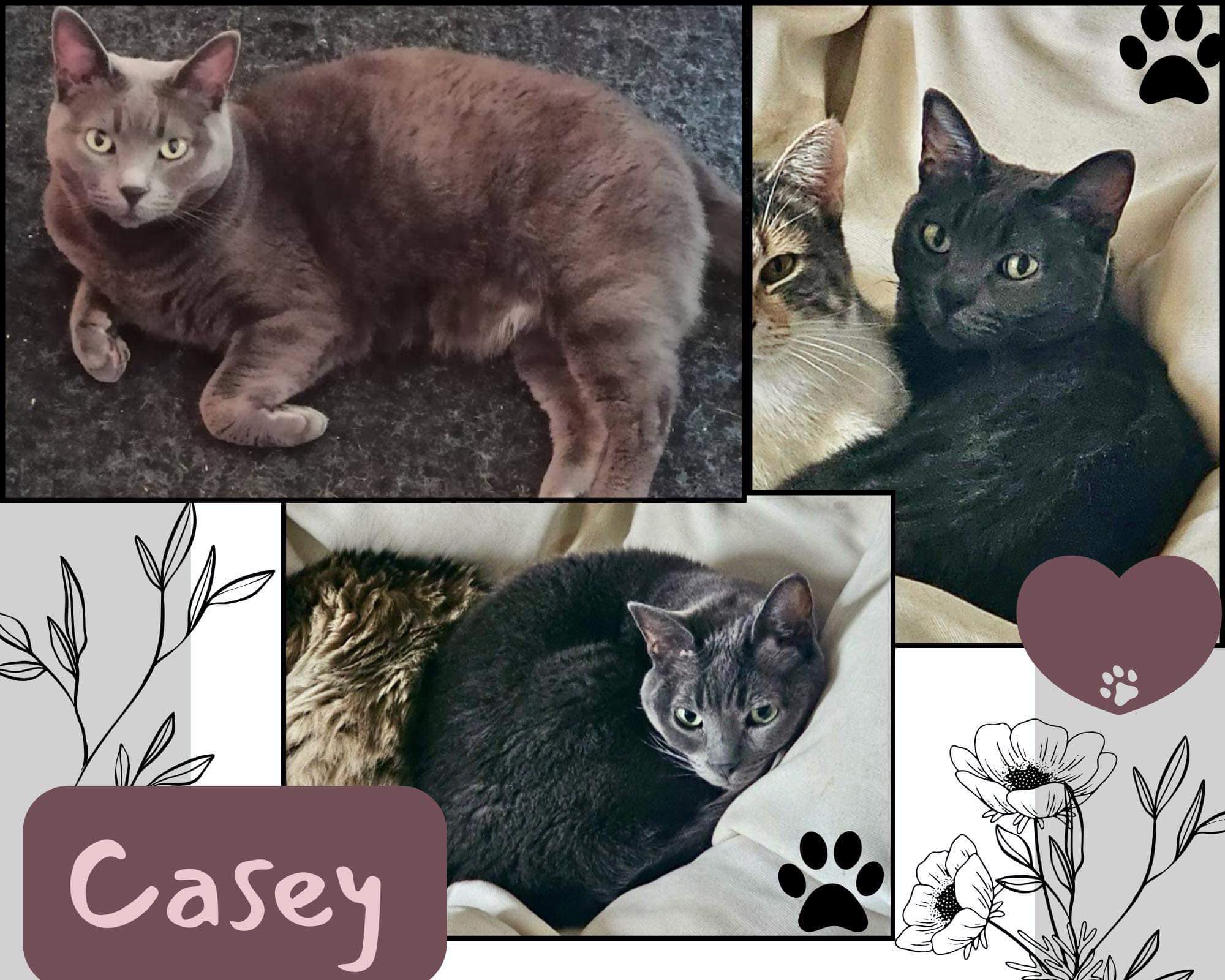 Adoptable Cats - Hope Lives Here Animal Rescue