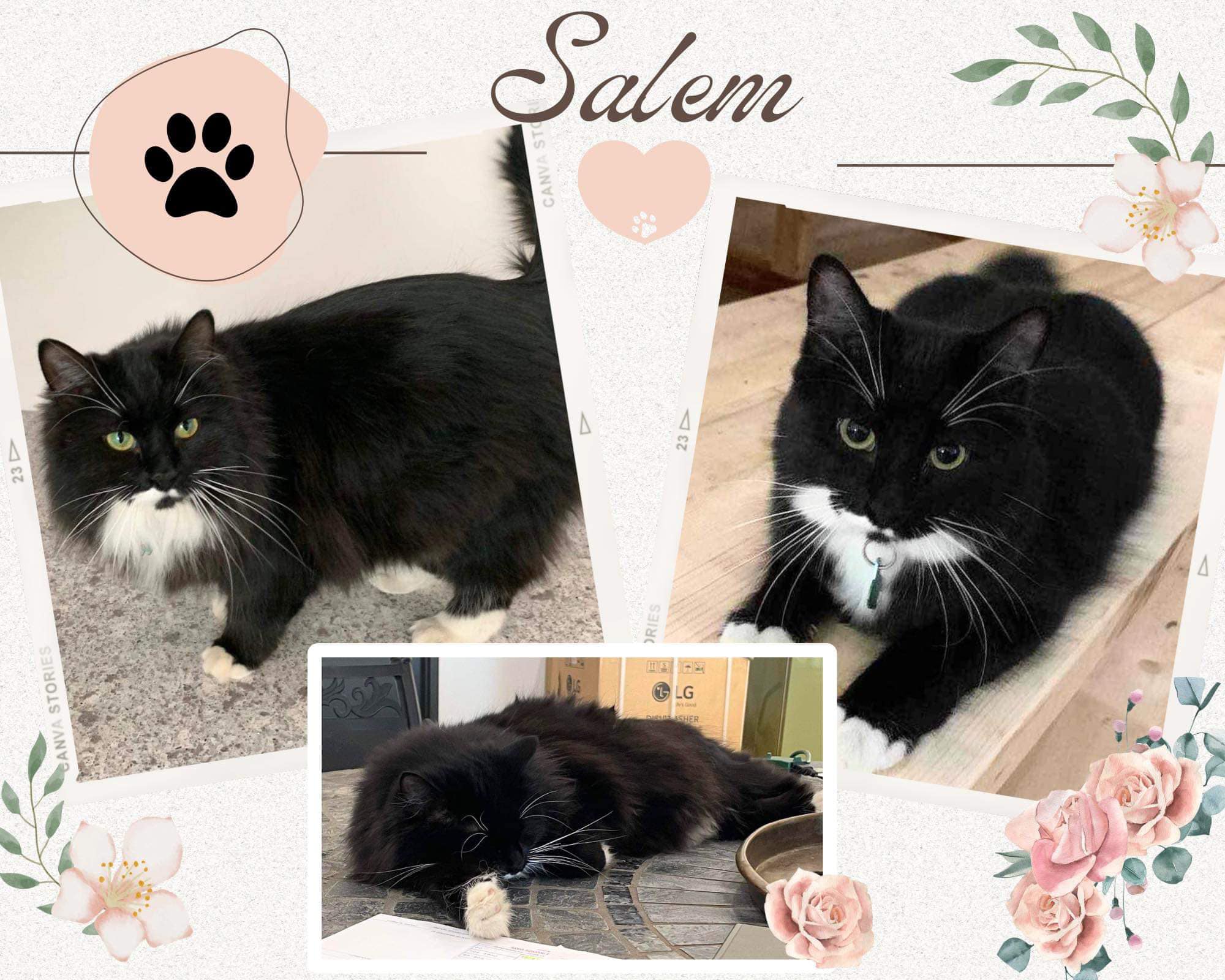 Adoptable Cats - Hope Lives Here Animal Rescue