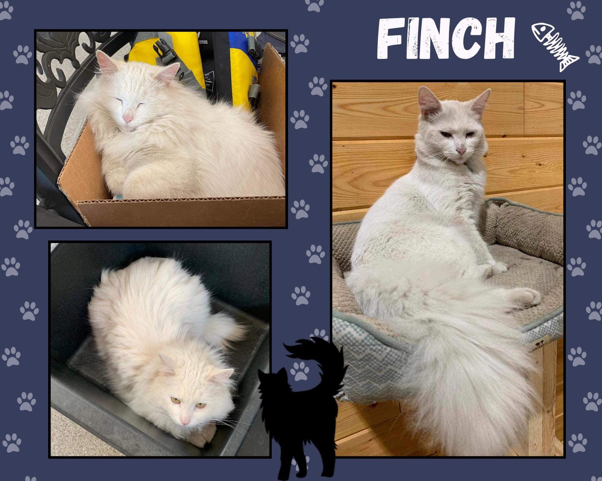 Adoptable Cats - Hope Lives Here Animal Rescue