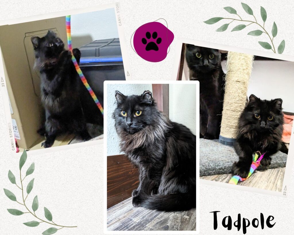 Adoptable Cats - Hope Lives Here Animal Rescue