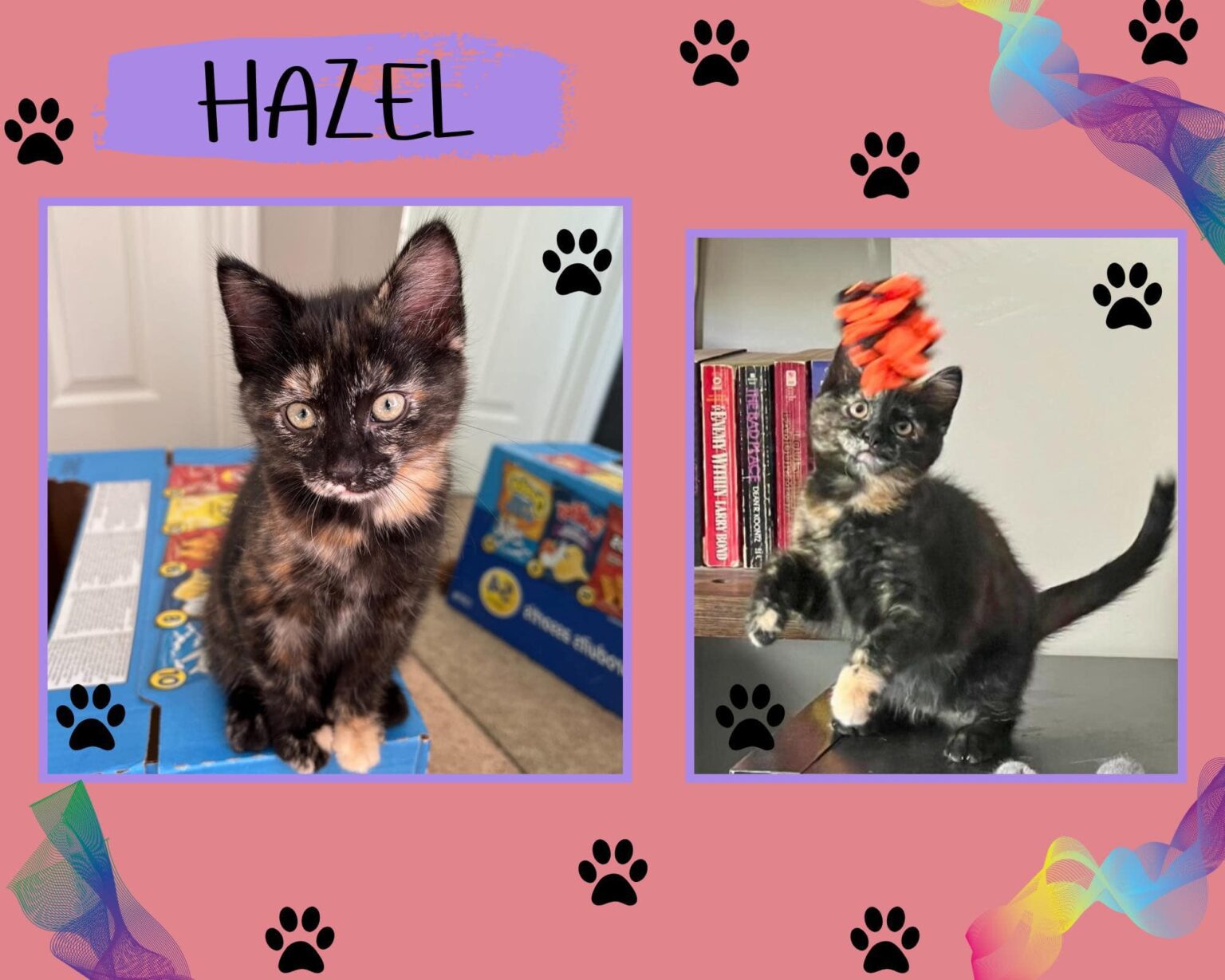 Adoptable Cats - Hope Lives Here Animal Rescue