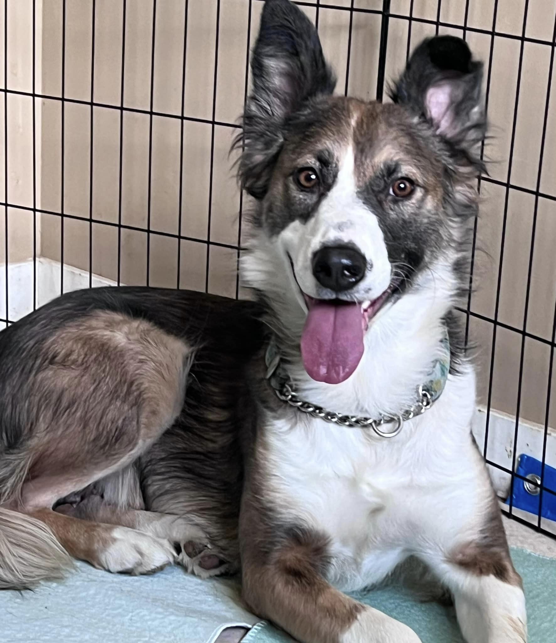 Hope Lives Here Animal Rescue, Giving Hope to Animals in Need