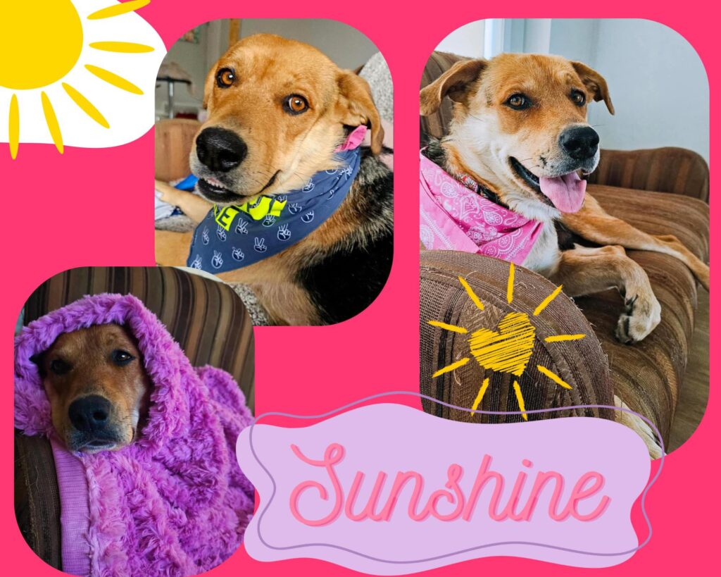 Adoptable Dogs - Hope Lives Here Animal Rescue