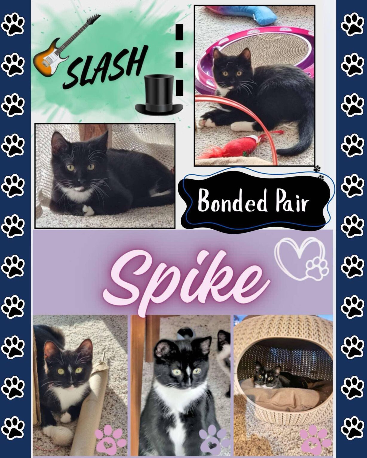 Adoptable Cats - Hope Lives Here Animal Rescue