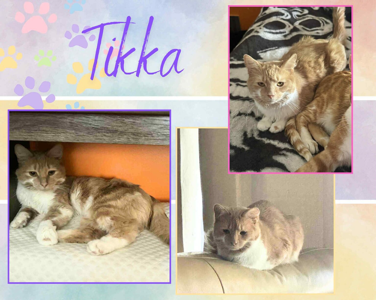 Adoptable Cats - Hope Lives Here Animal Rescue