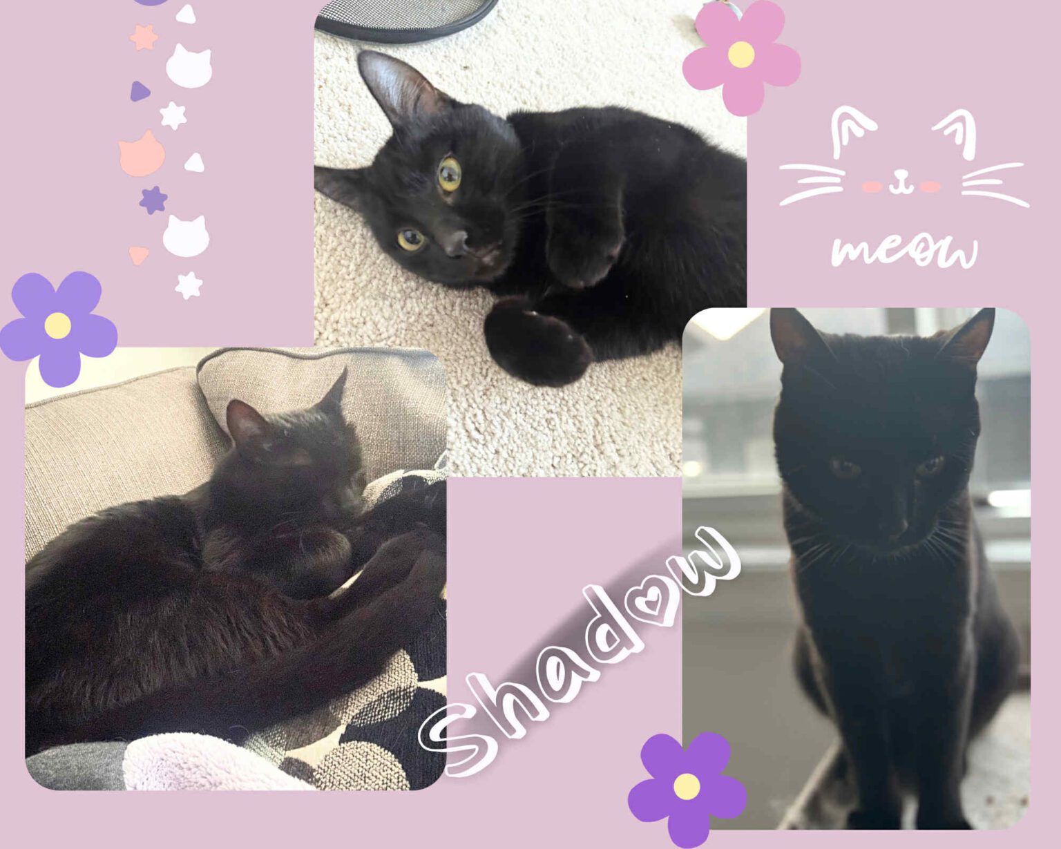 Adoptable Cats - Hope Lives Here Animal Rescue