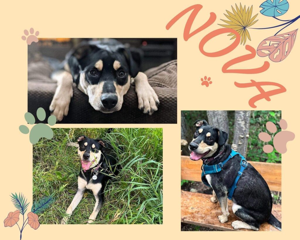 Adoptable Dogs - Hope Lives Here Animal Rescue