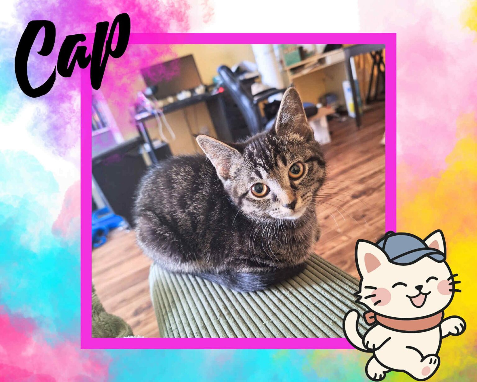 Adoptable Cats - Hope Lives Here Animal Rescue