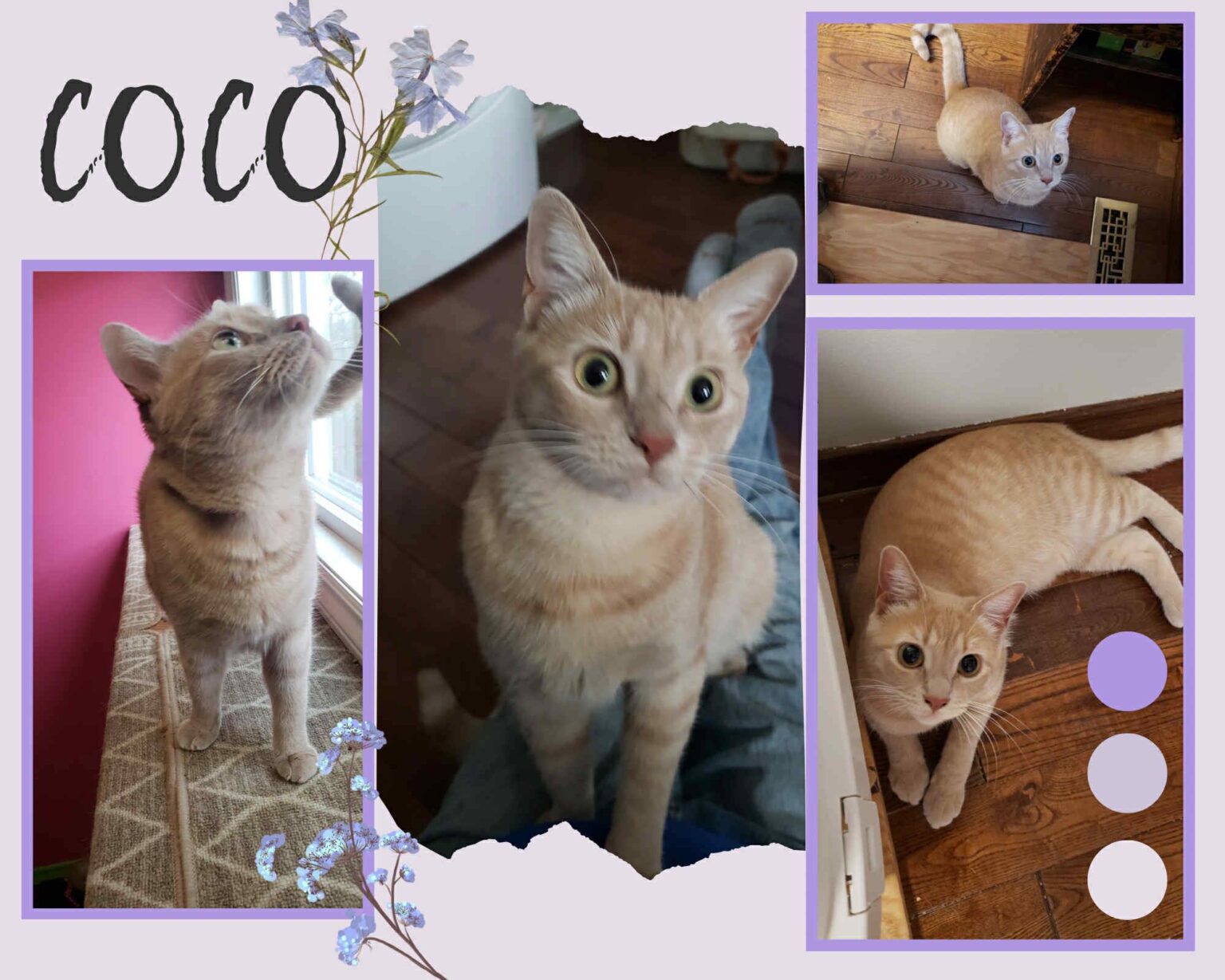Adoptable Cats - Hope Lives Here Animal Rescue