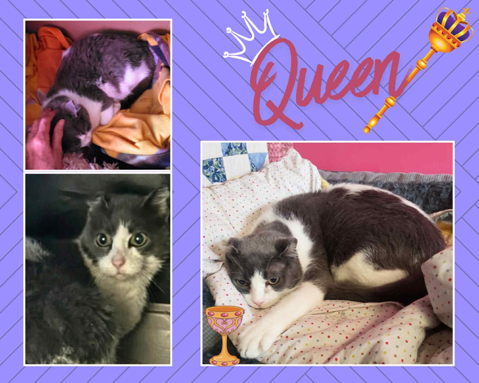 Adoptable Cats - Hope Lives Here Animal Rescue