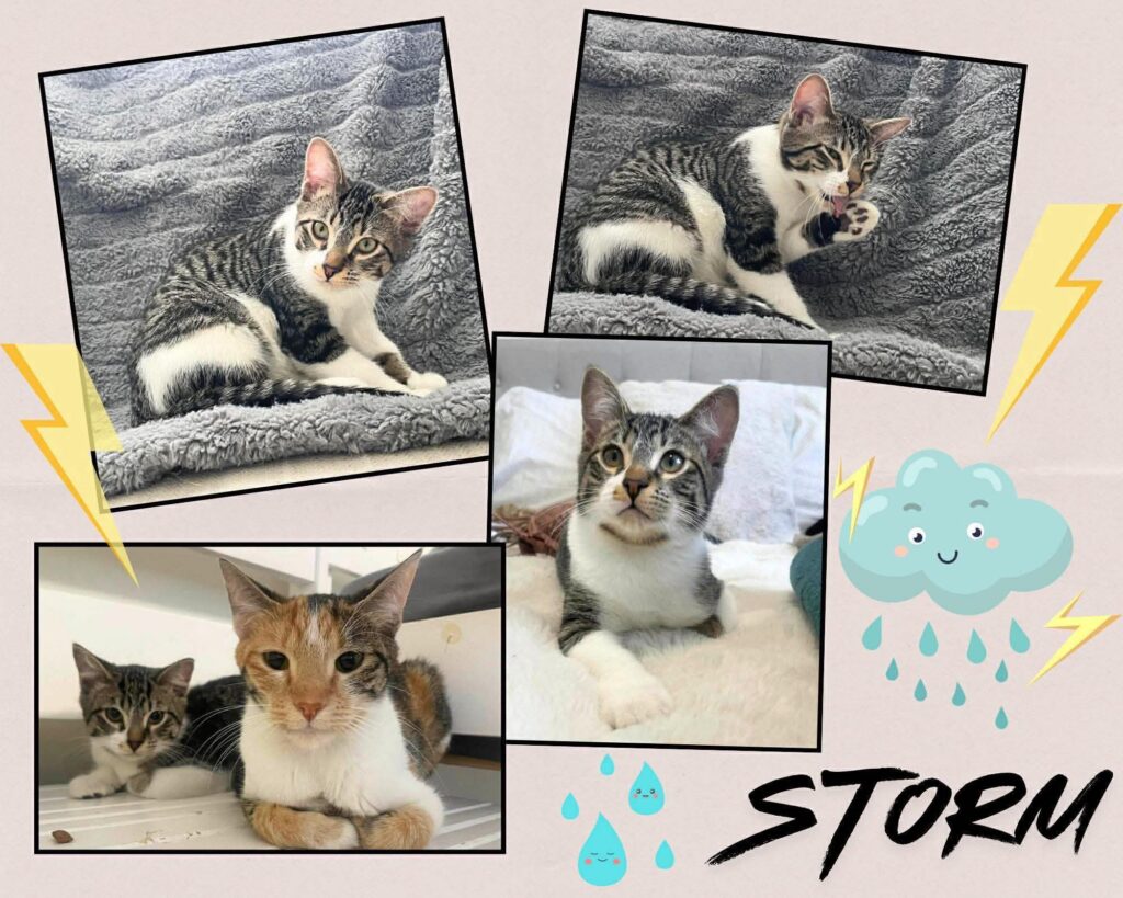 Adoptable Cats - Hope Lives Here Animal Rescue