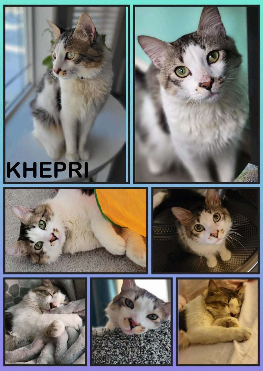 Adoptable Cats - Hope Lives Here Animal Rescue